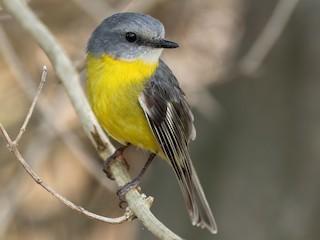 Eastern Yellow Robin - eBird