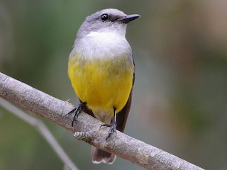 Western Yellow Robin - eBird
