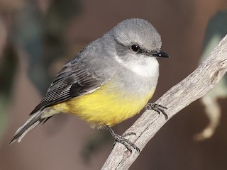 Western Yellow Robin - eBird
