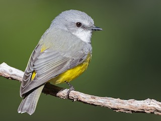 Western Yellow Robin - eBird