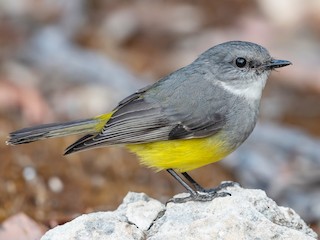 Western Yellow Robin - eBird