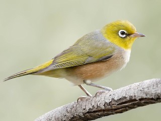 Silvereye - eBird