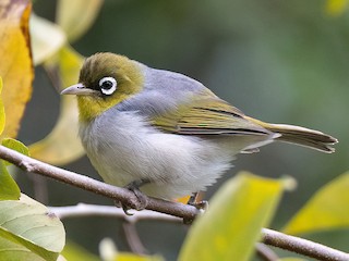 Silvereye - eBird