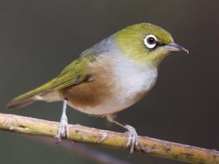 Silvereye - eBird