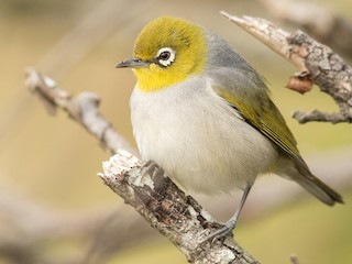 Silvereye - eBird