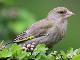 Verdier d'Europe - eBird