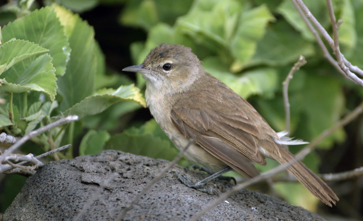 Millerbird (Nihoa) - eBird