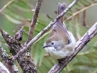 Scrubtit - eBird