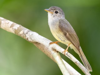 Yellow-legged Flyrobin - eBird