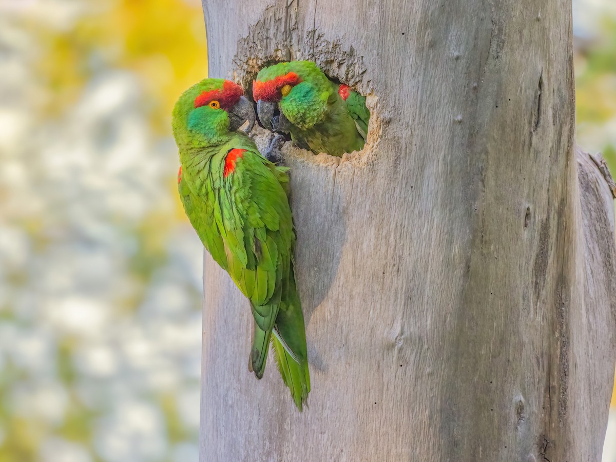 Thick-billed Parrot - Rhynchopsitta pachyrhyncha - Birds of the World