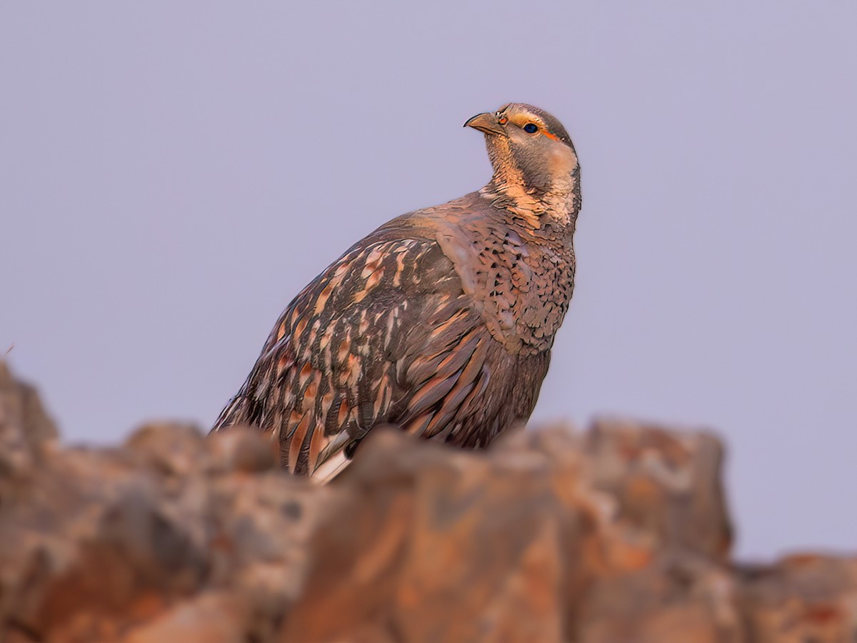 Caspian Snowcock - Tetraogallus caspius - Birds of the World