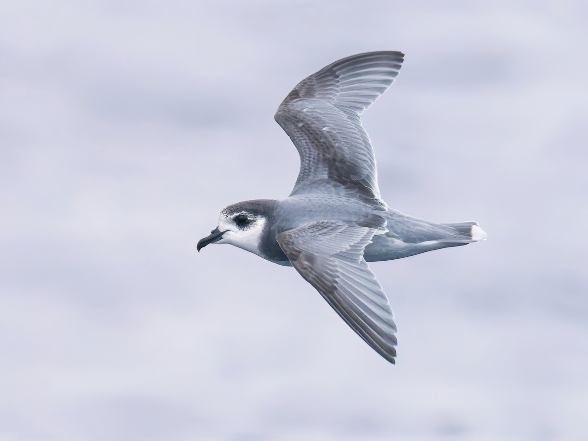 Blue Petrel - Halobaena caerulea - Birds of the World