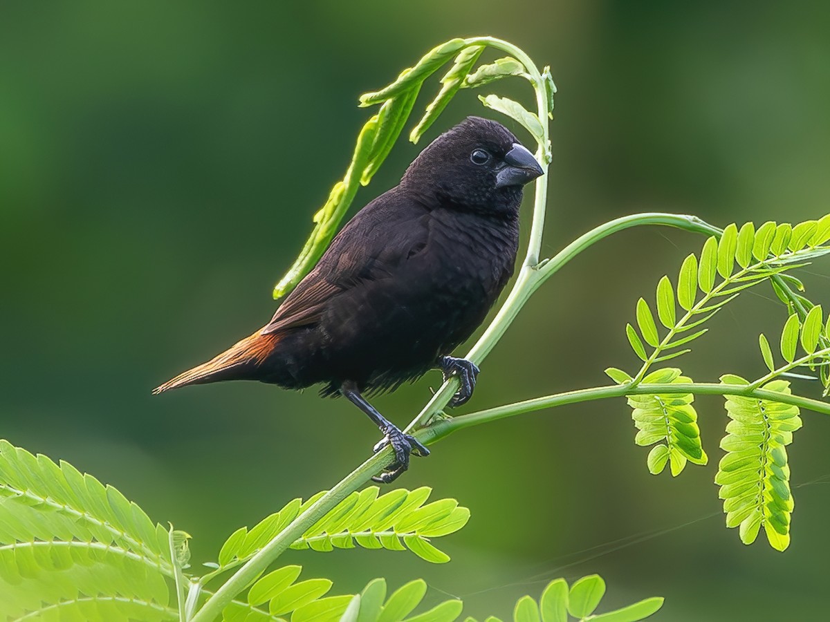 New Hanover Munia - Lonchura nigerrima - Birds of the World