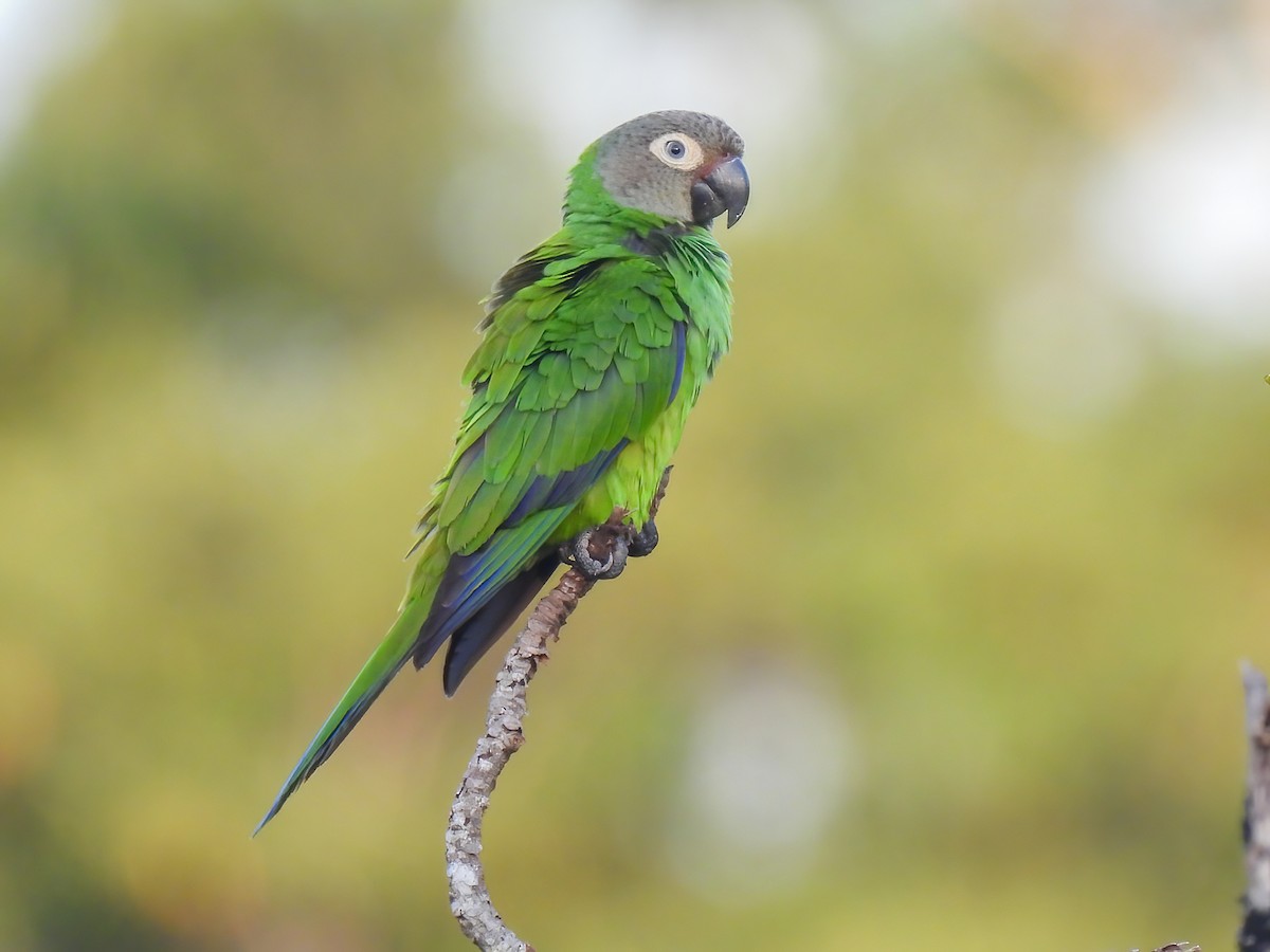 Dusky-headed Parakeet - Aratinga weddellii - Birds of the World