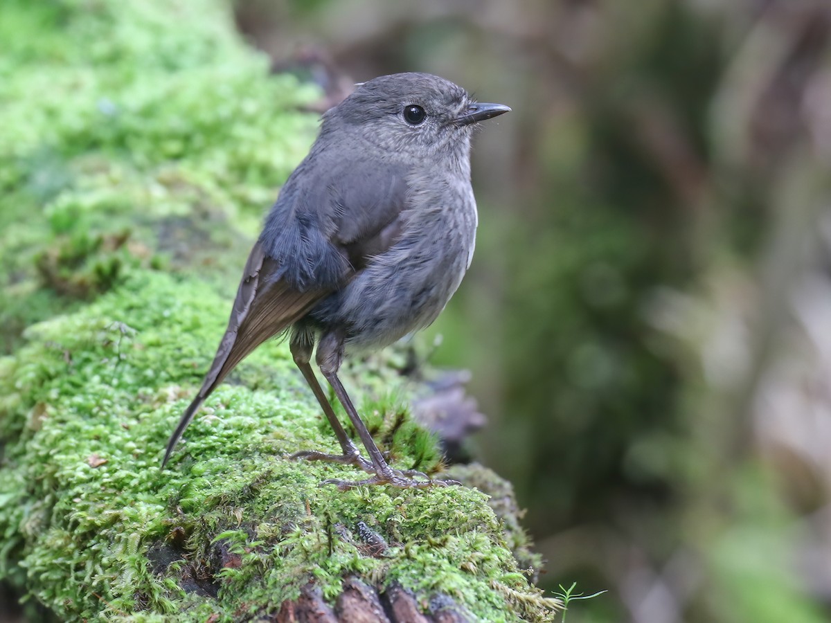 South Island Robin - Petroica australis - Birds of the World