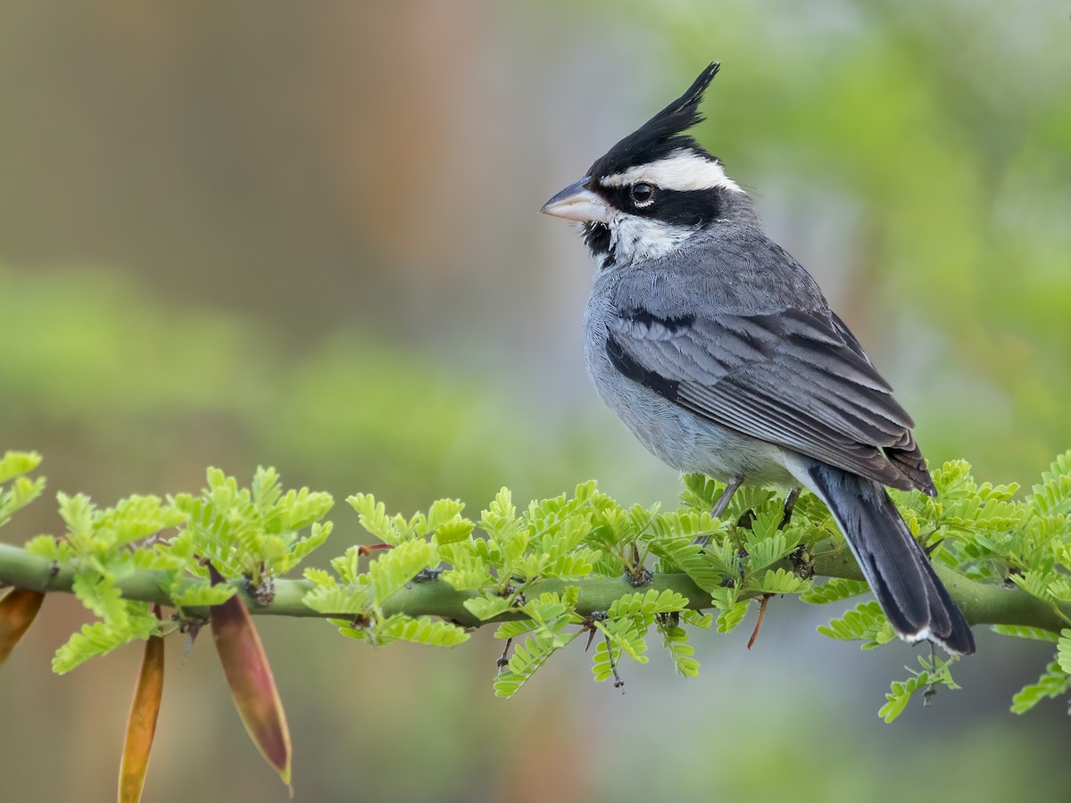 Black-crested Finch - Lophospingus pusillus - Birds of the World