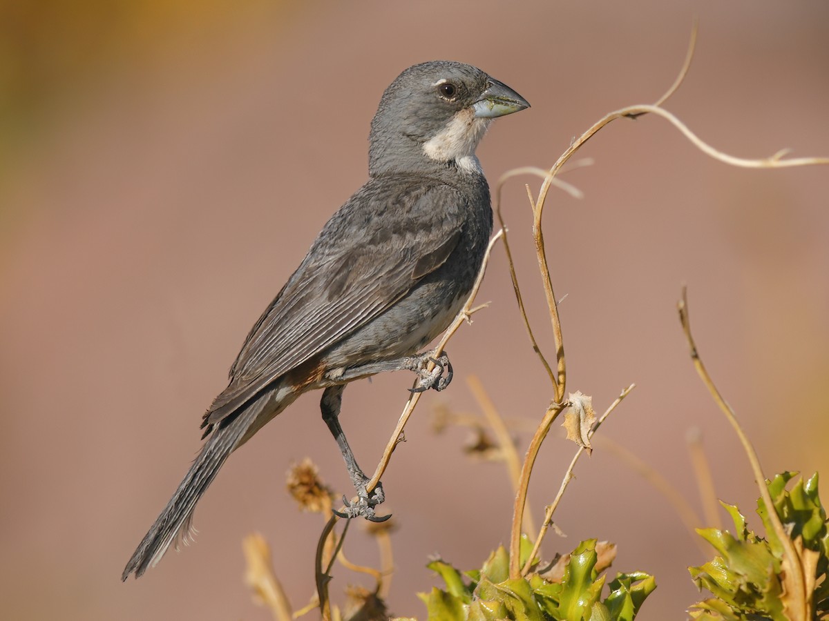 Diuca Finch - Diuca diuca - Birds of the World