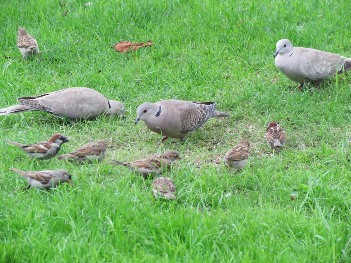 Oriental Turtle-Dove x Eurasian Collared-Dove (hybrid) - eBird