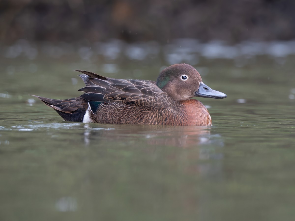Brown Teal - Anas chlorotis - Birds of the World