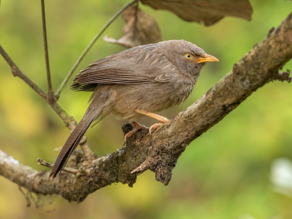 Jungle Babbler - Argya striata - Birds of the World