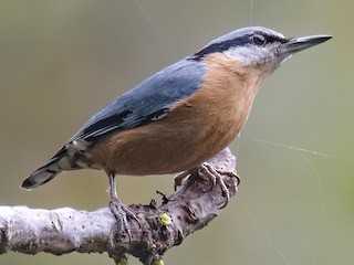 Chestnut-bellied Nuthatch - eBird