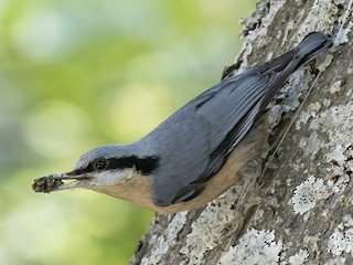 Chestnut-bellied Nuthatch - eBird