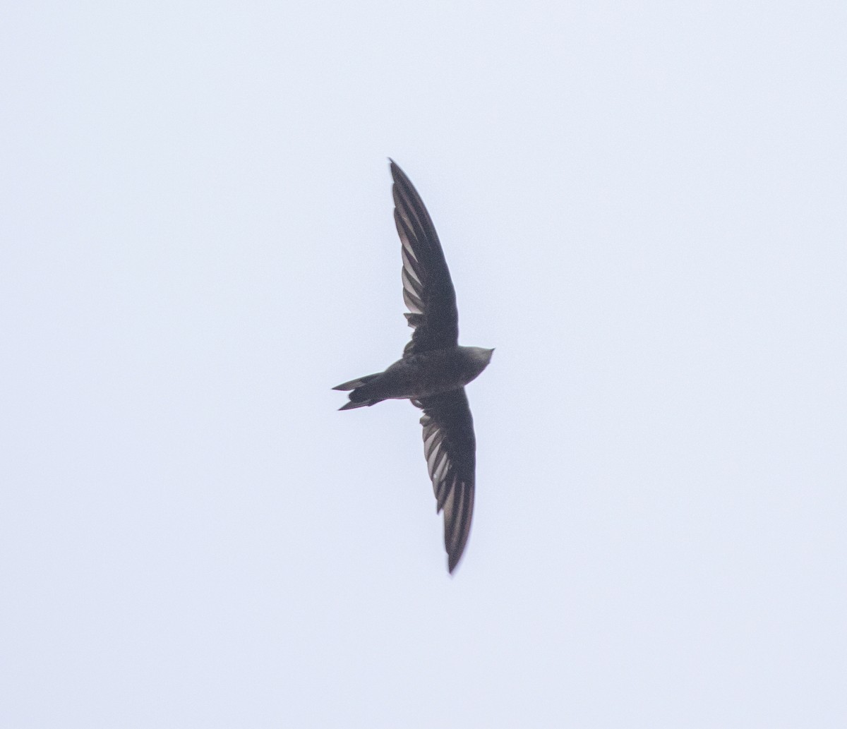 Horus Swift (Brown-rumped) - eBird