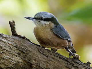 Indian Nuthatch - eBird