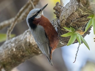 Indian Nuthatch - eBird