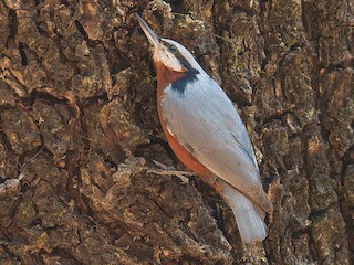 Indian Nuthatch - eBird