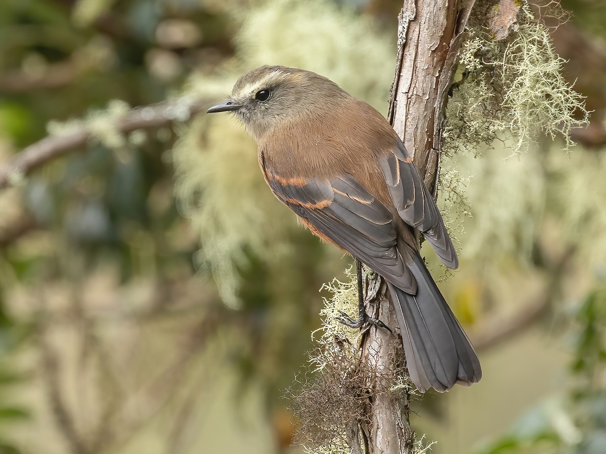 Brown-backed Chat-Tyrant - Ochthoeca fumicolor - Birds of the World