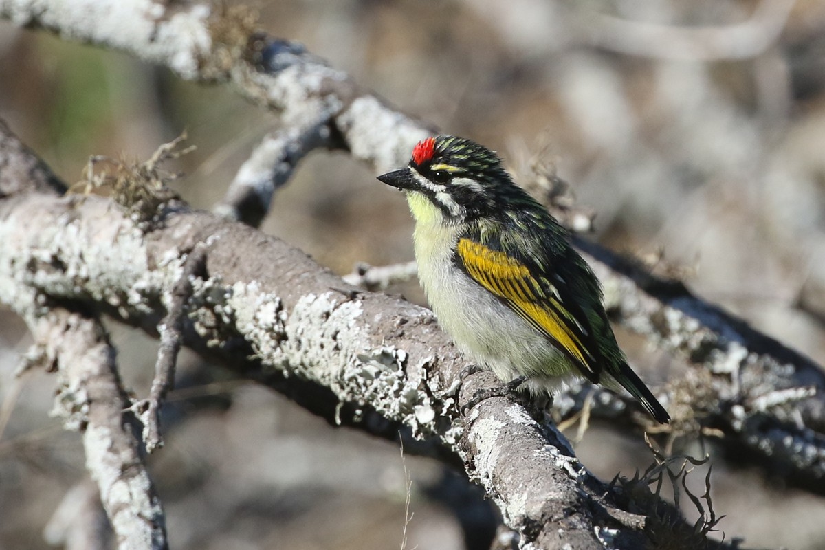 Red-fronted Tinkerbird - Pogoniulus pusillus - Birds of the World