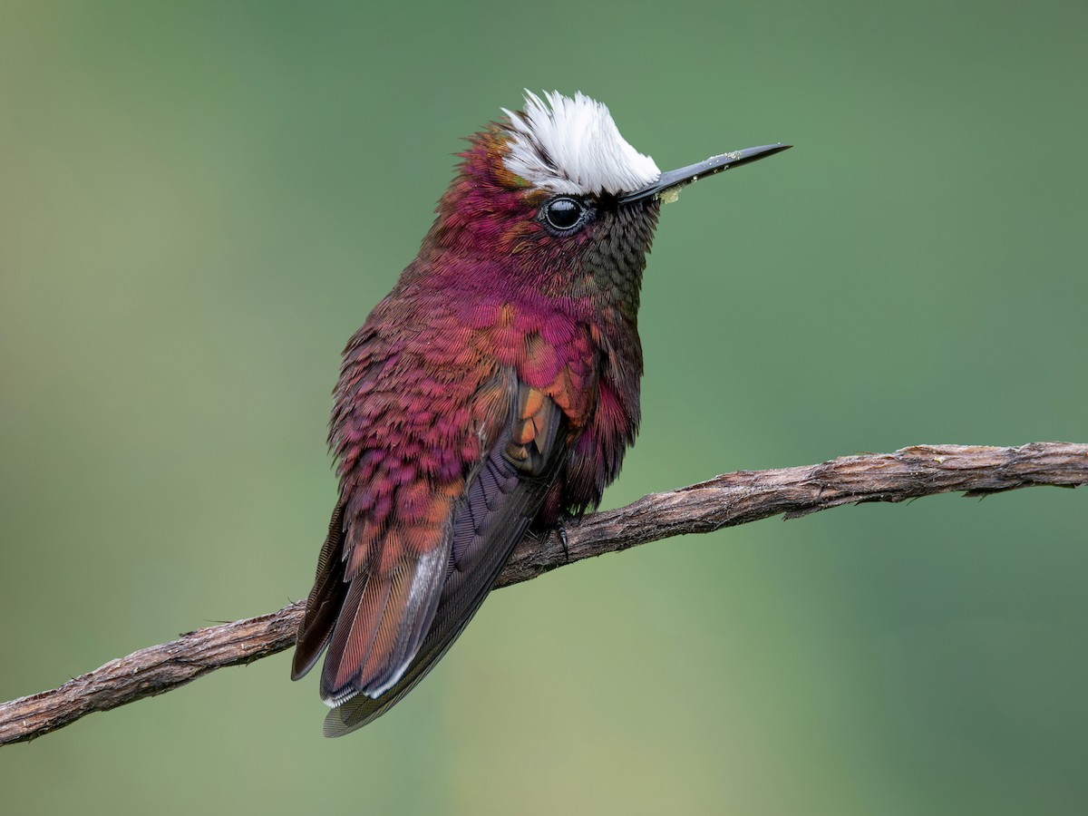 Snowcap - Microchera albocoronata - Birds of the World