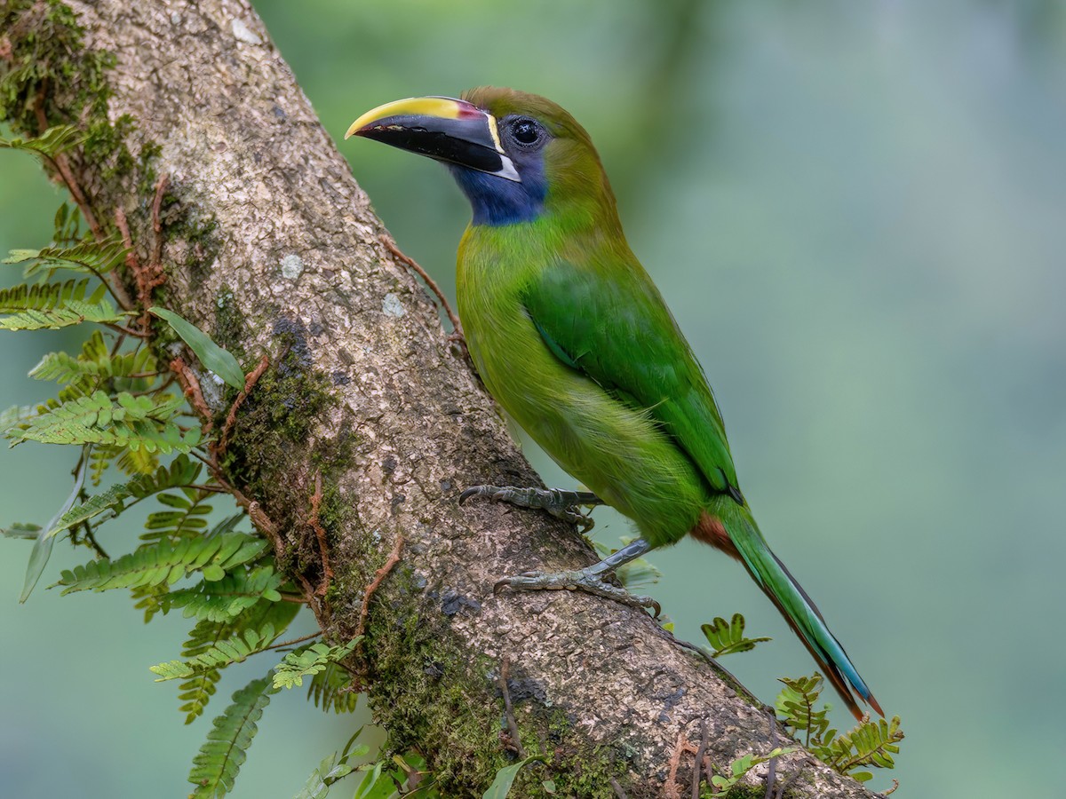 Northern Emerald-Toucanet - Aulacorhynchus prasinus - Birds of the World