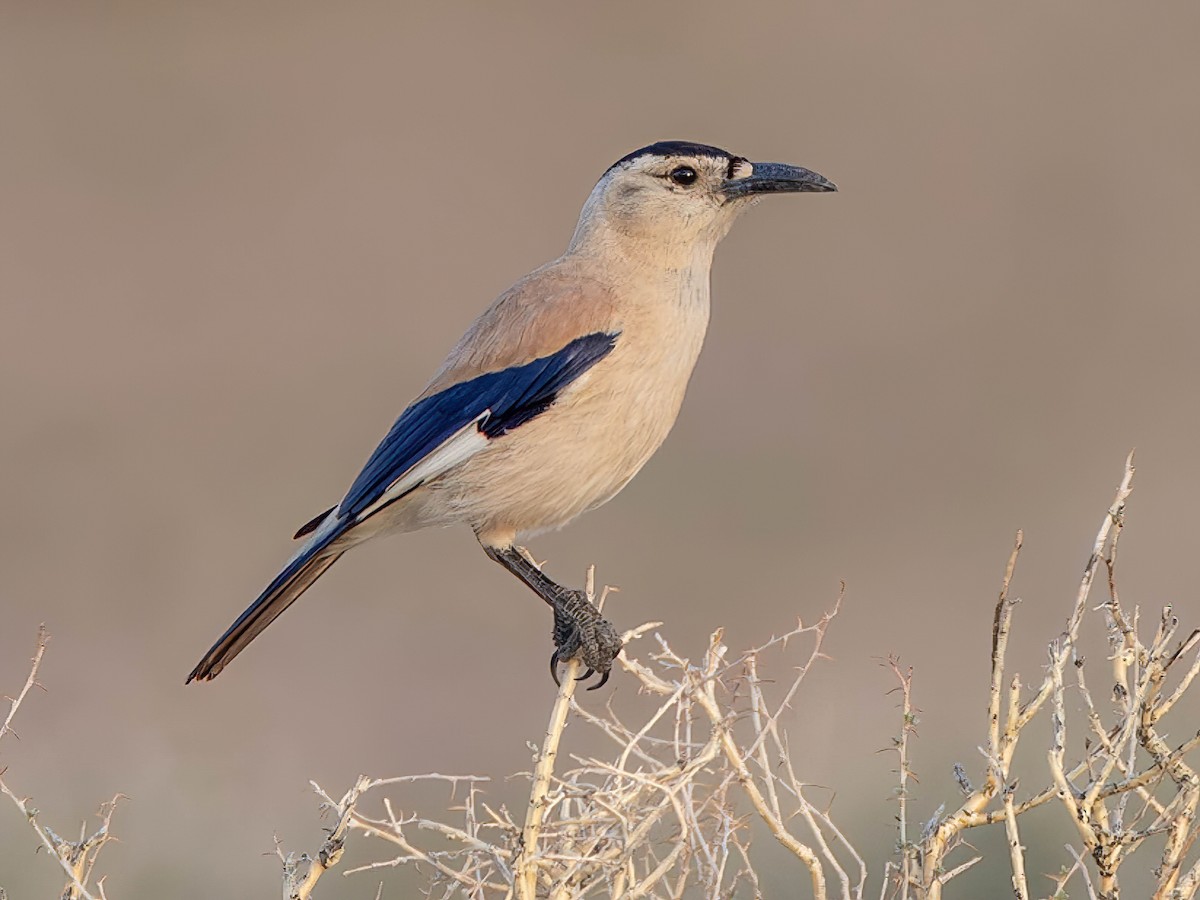 Mongolian Ground-Jay - Podoces hendersoni - Birds of the World