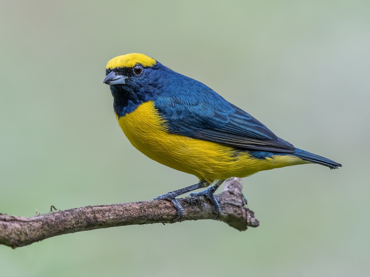 Yellow-crowned Euphonia - Euphonia luteicapilla - Birds of the World