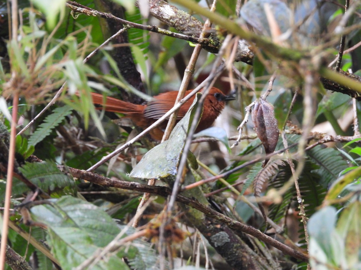 Rufous Spinetail (unirufa) - eBird