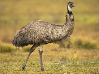 Emu - eBird
