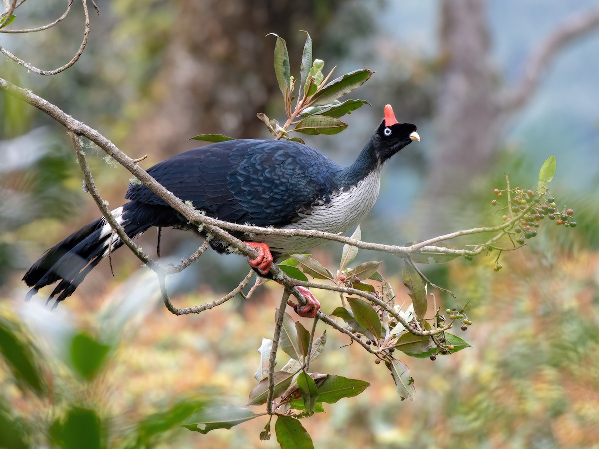 Horned Guan - Oreophasis derbianus - Birds of the World