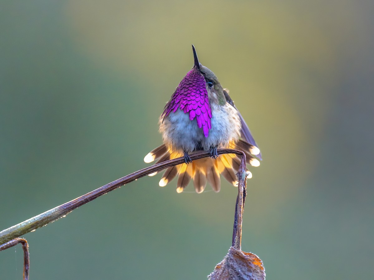 Wine-throated Hummingbird - Selasphorus ellioti - Birds of the World