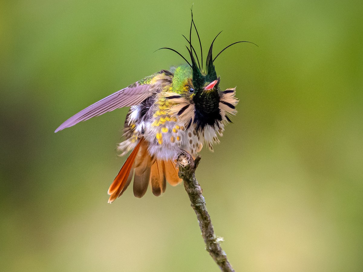 Black-crested Coquette - Lophornis helenae - Birds of the World