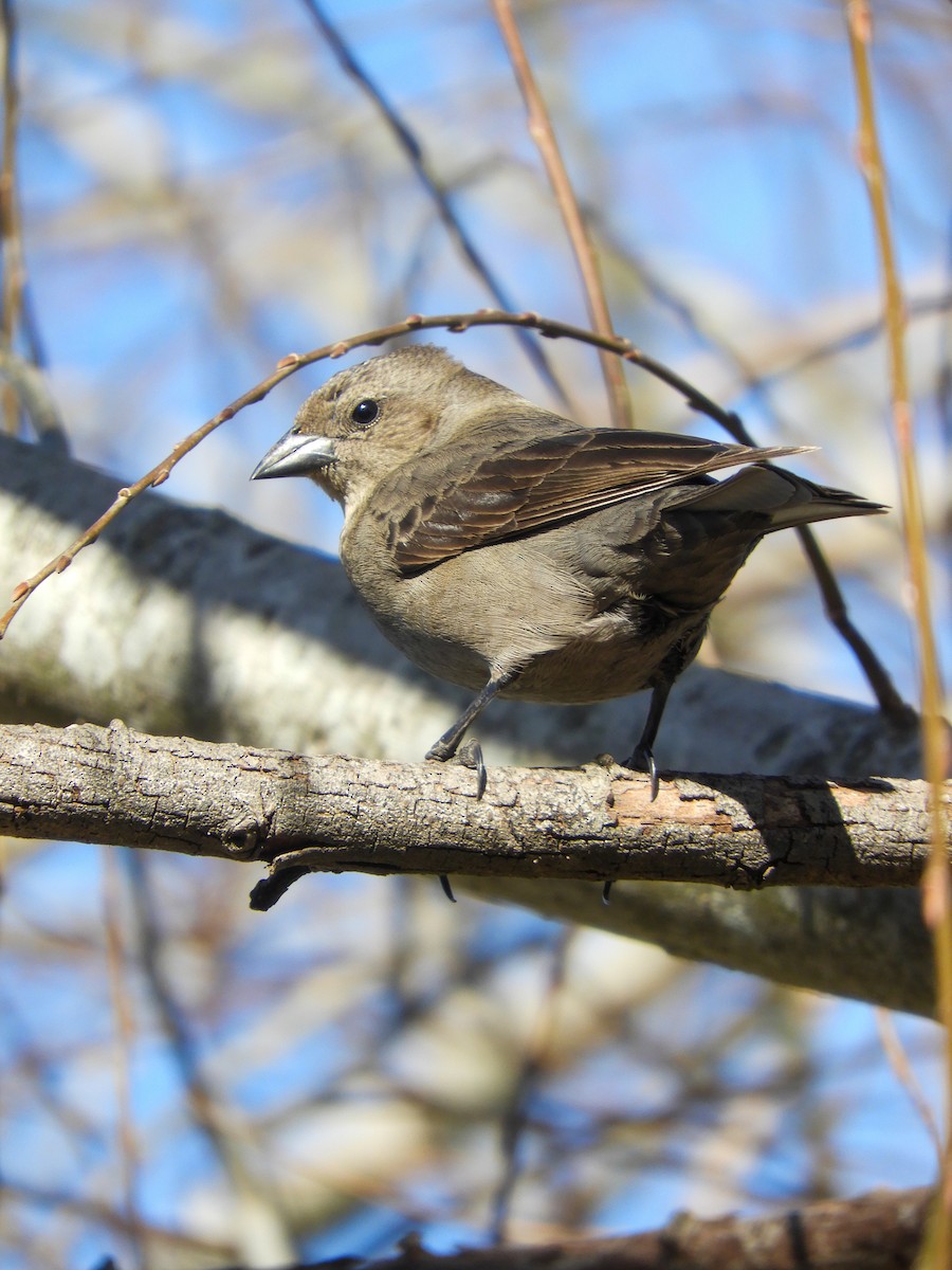 Screaming/Shiny Cowbird - eBird