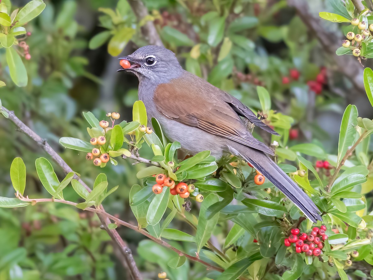 Brown-backed Solitaire - Myadestes occidentalis - Birds of the World