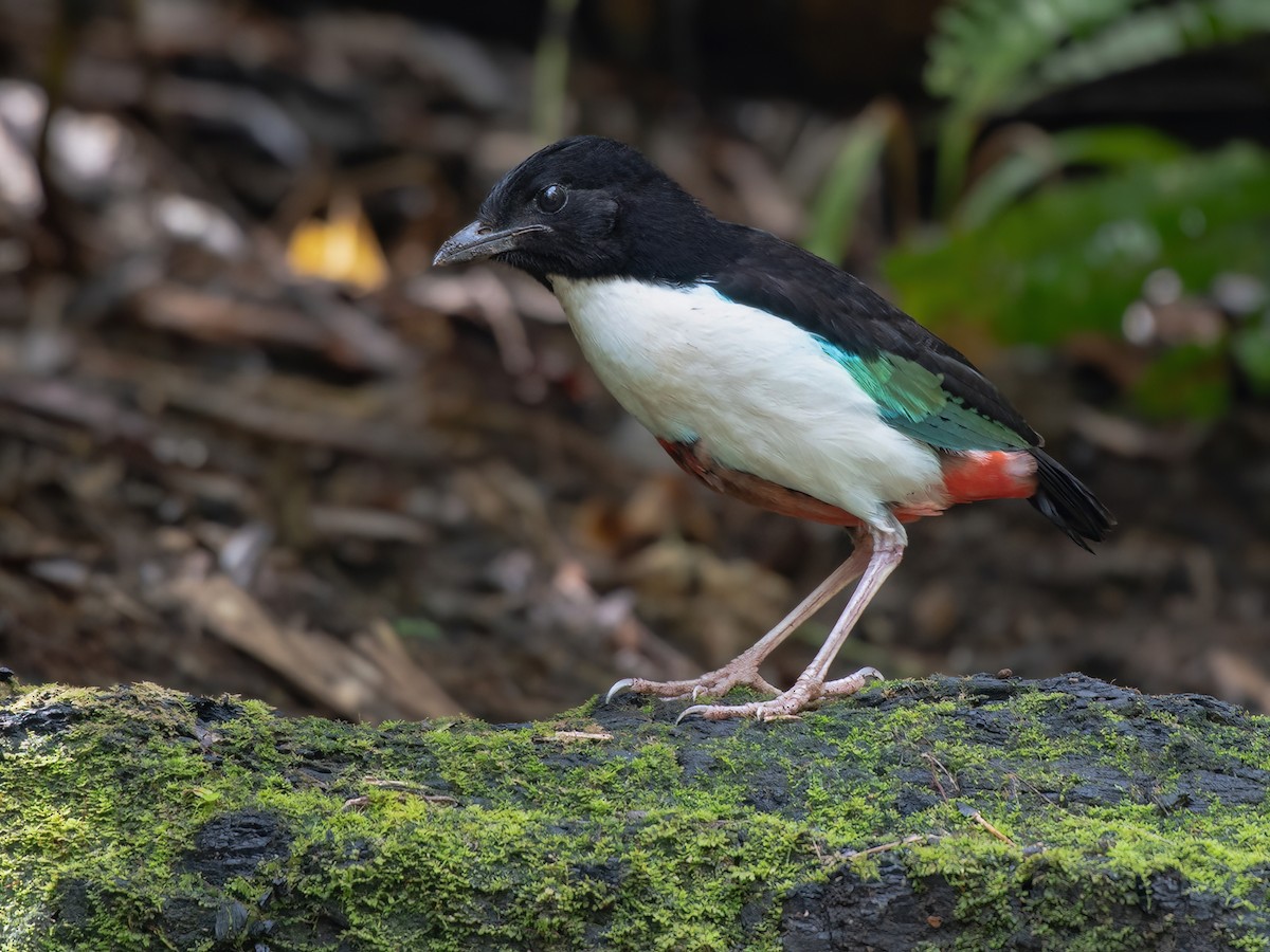 Ivory-breasted Pitta - Pitta maxima - Birds of the World