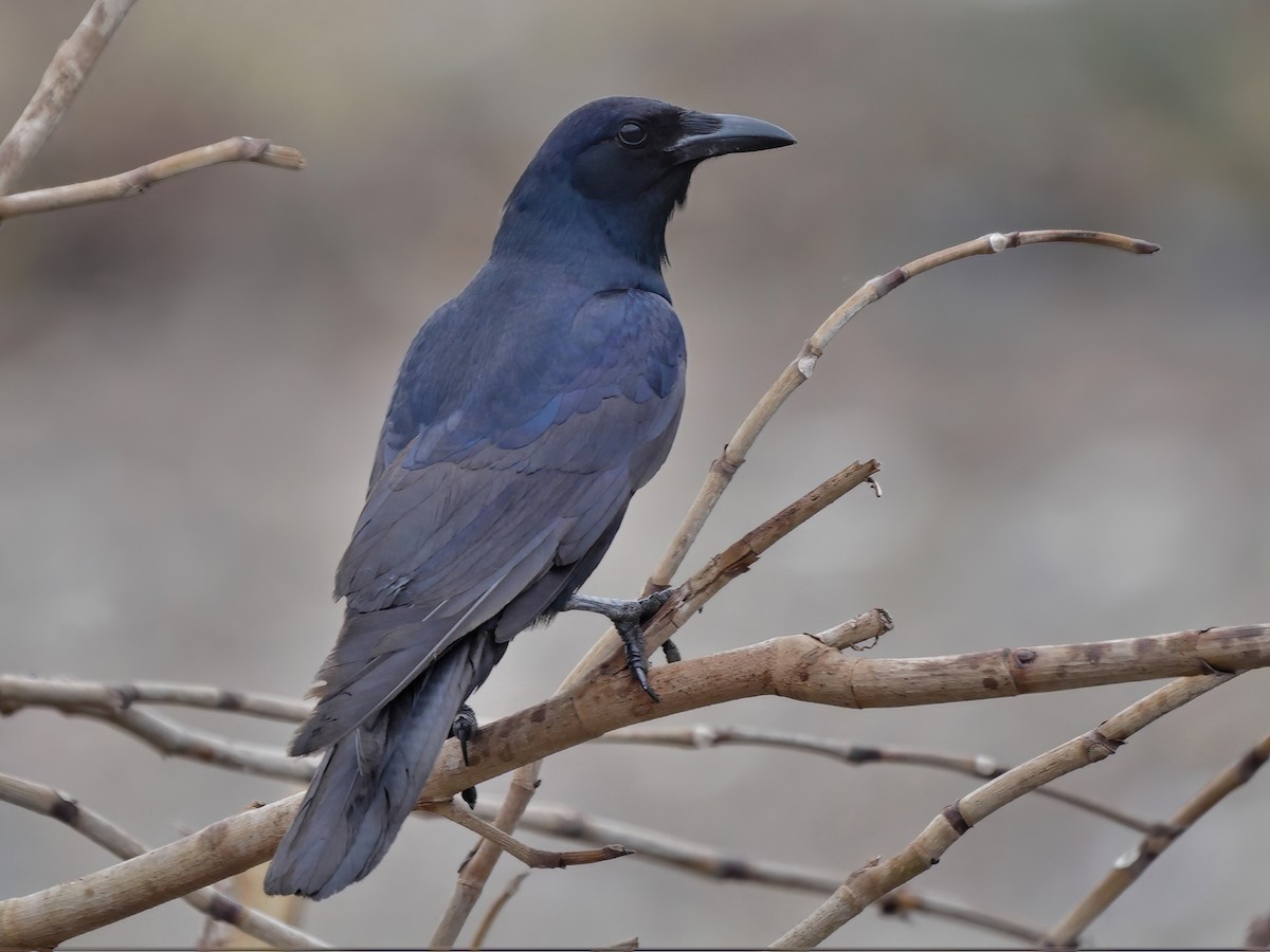 Tamaulipas Crow - Corvus imparatus - Birds of the World