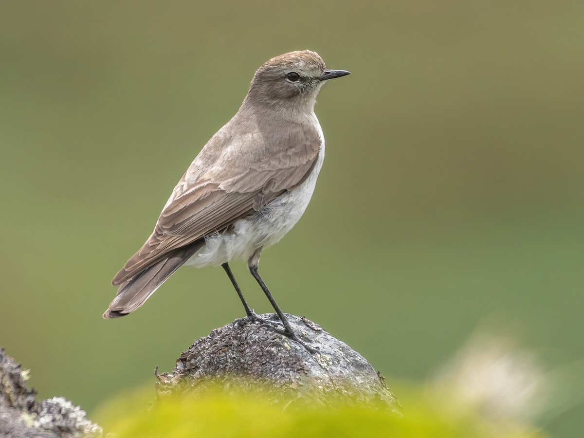 Plain-capped Ground-Tyrant - Muscisaxicola alpinus - Birds of the World