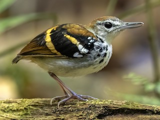Banded Antbird - eBird