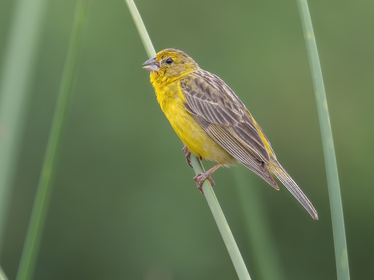 Grassland Yellow Finch Brazilian Finch Hi Res Stock Photography And