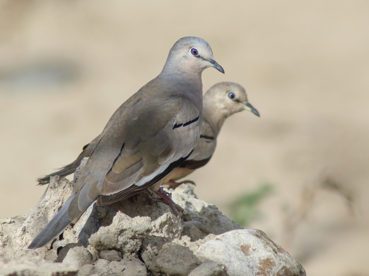 Picui Ground Dove - Columbina picui - Birds of the World