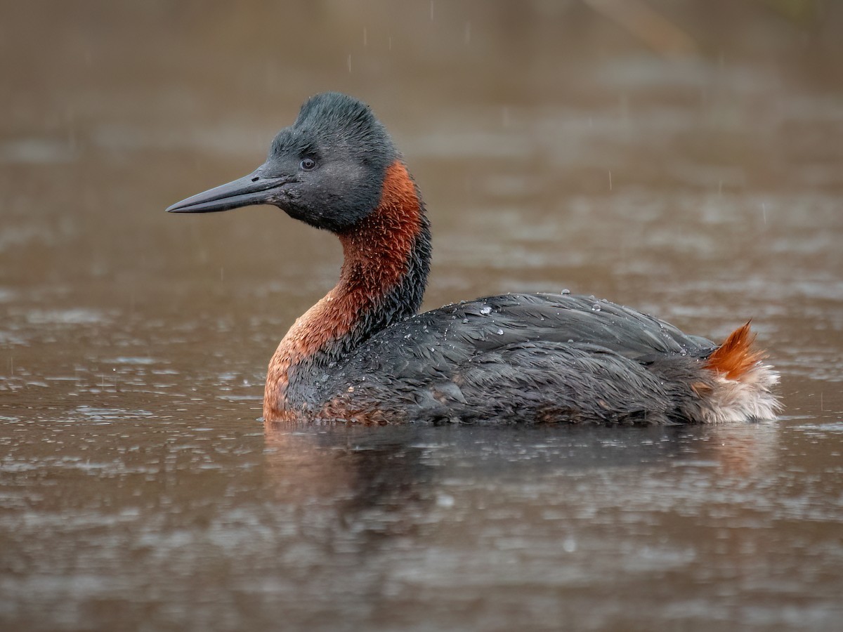 Great Grebe - Podiceps major - Birds of the World